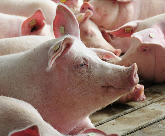 New AP Feed Management System
